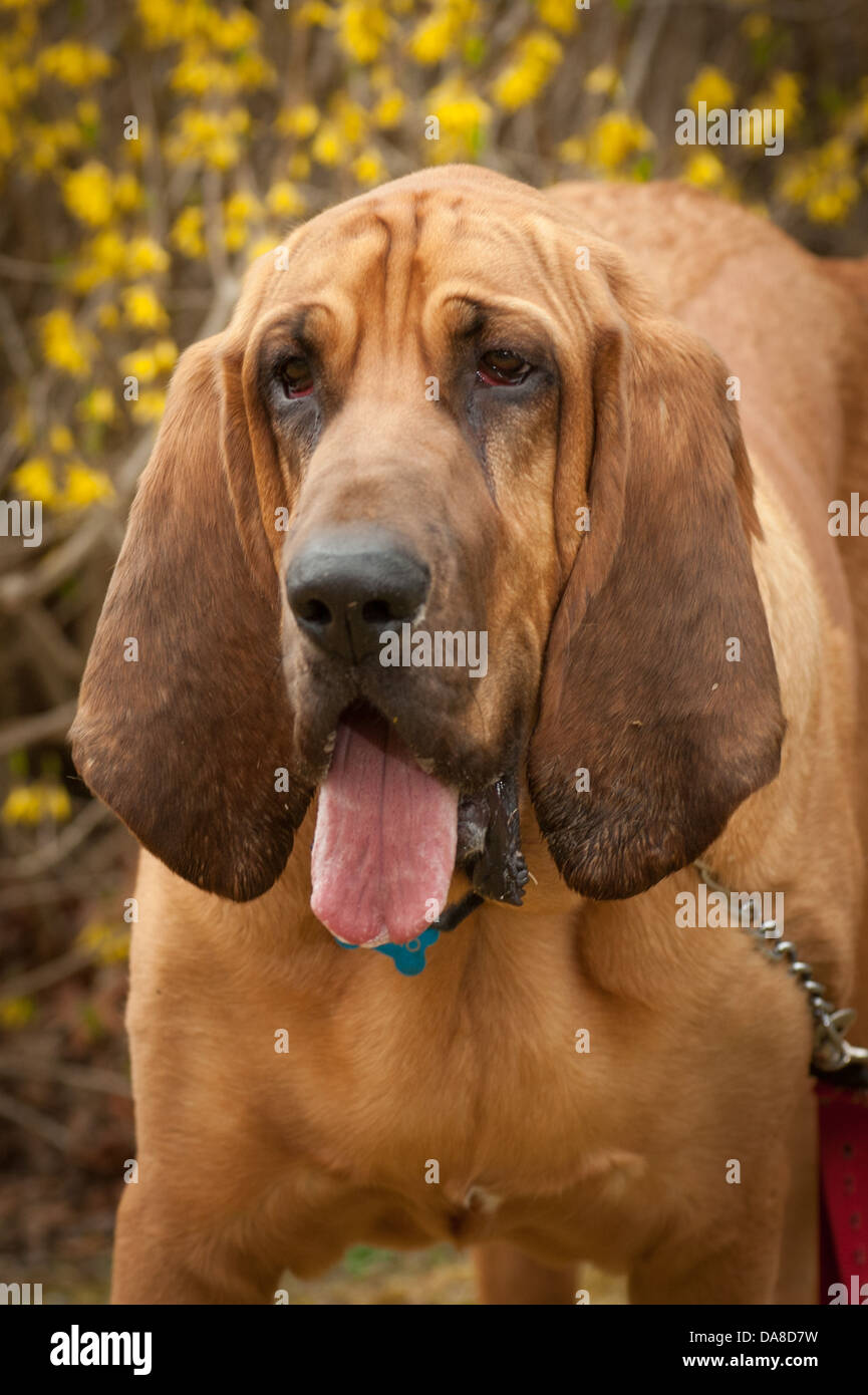 A full blooded Blood Hound looks at the camera as it pants with the ...