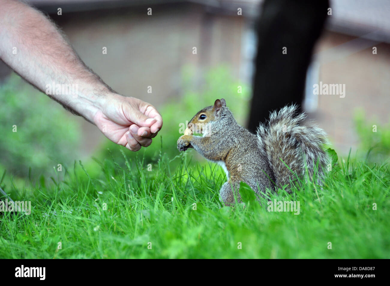 Squirrel being hand fed by a human Stock Photo - Alamy