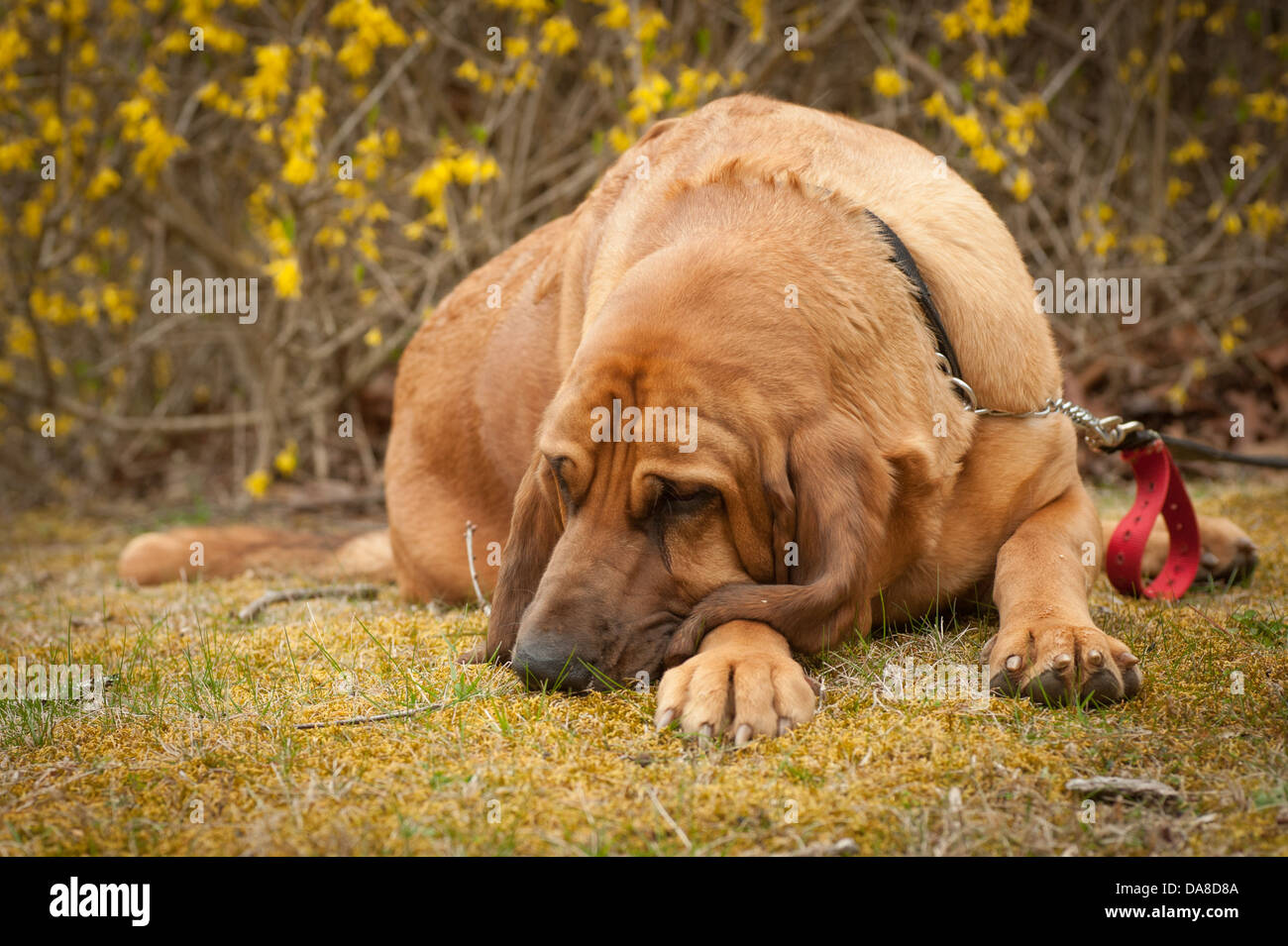 A full blooded blood hound lies in front of a blooming spring bush with ...