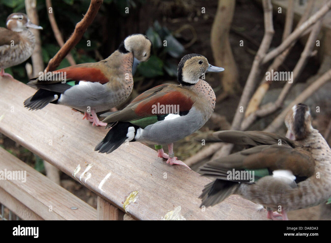 Rail bill hi-res stock photography and images - Alamy