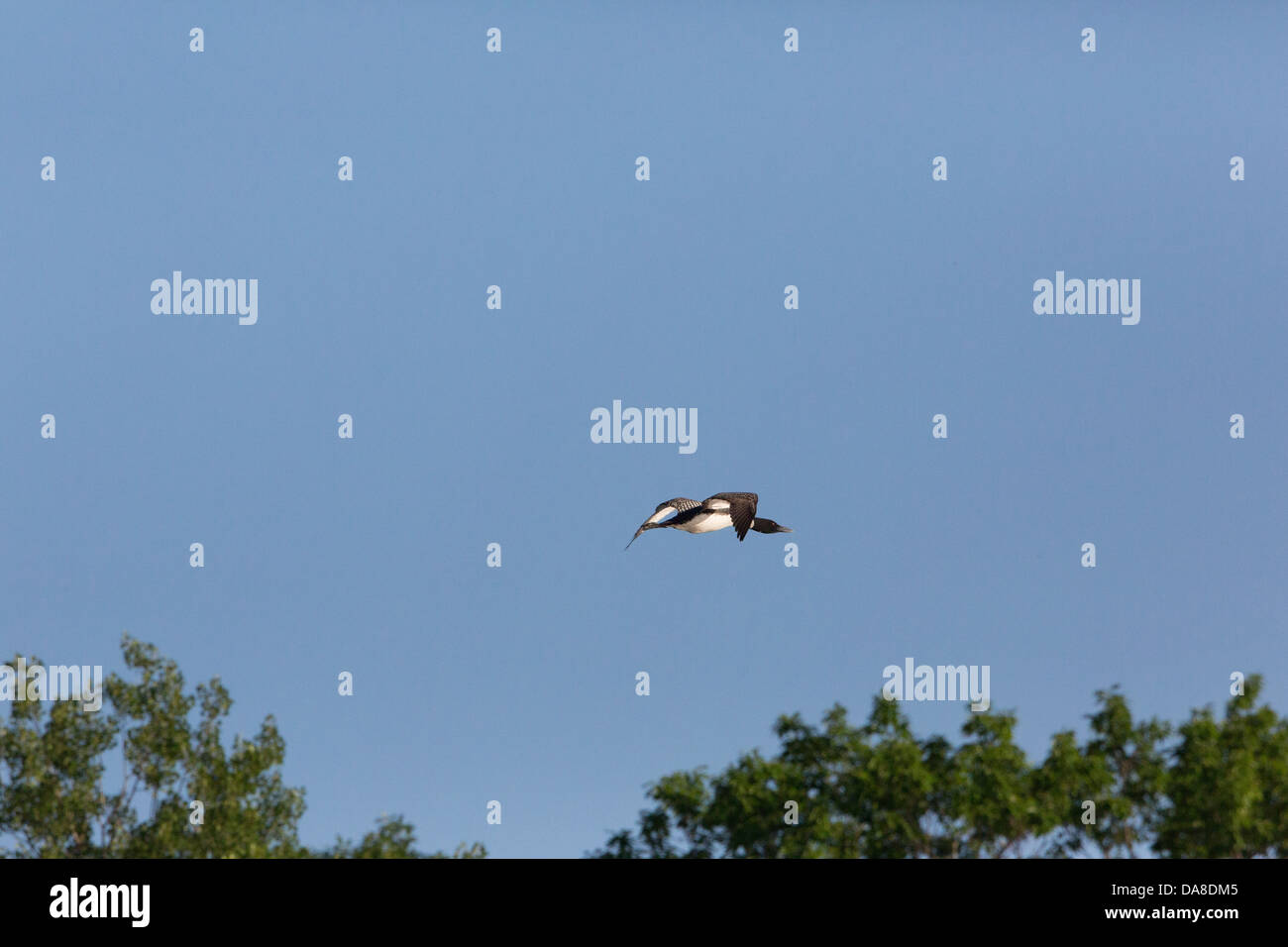 Common loon flying Stock Photo - Alamy