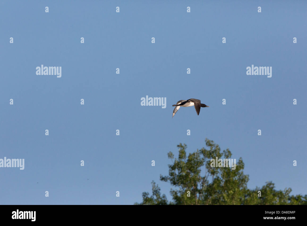 Common loon flying Stock Photo - Alamy