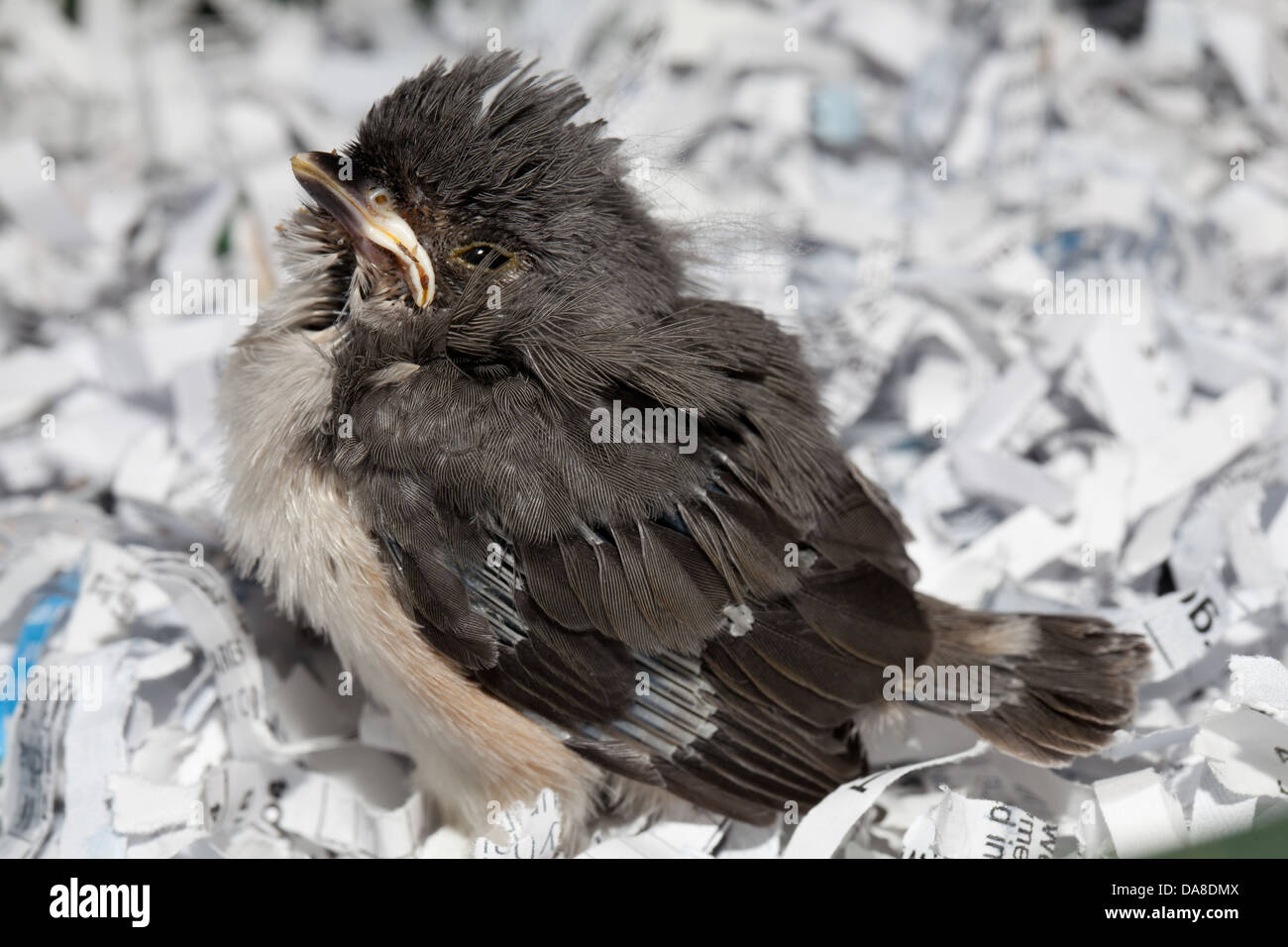 Pin feathers hi-res stock photography and images - Alamy