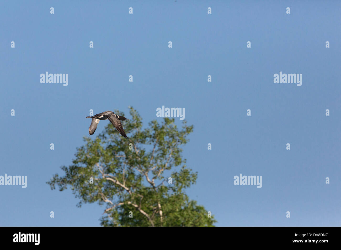 Common loon flying Stock Photo - Alamy