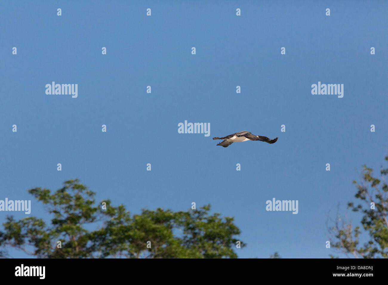 Common loon flying Stock Photo - Alamy