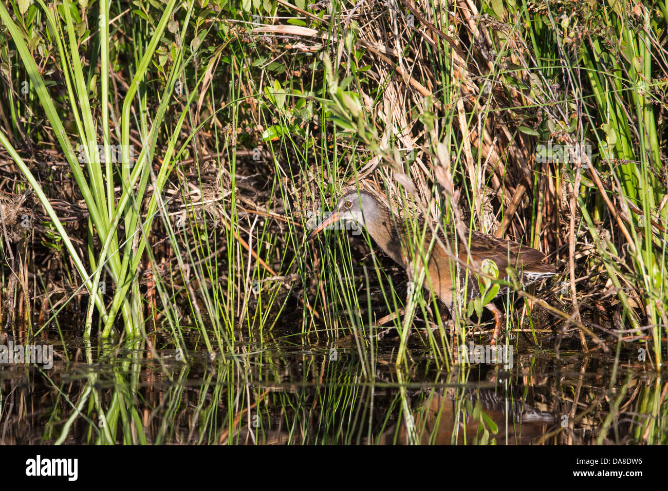 Adult virginia rail hi-res stock photography and images - Alamy