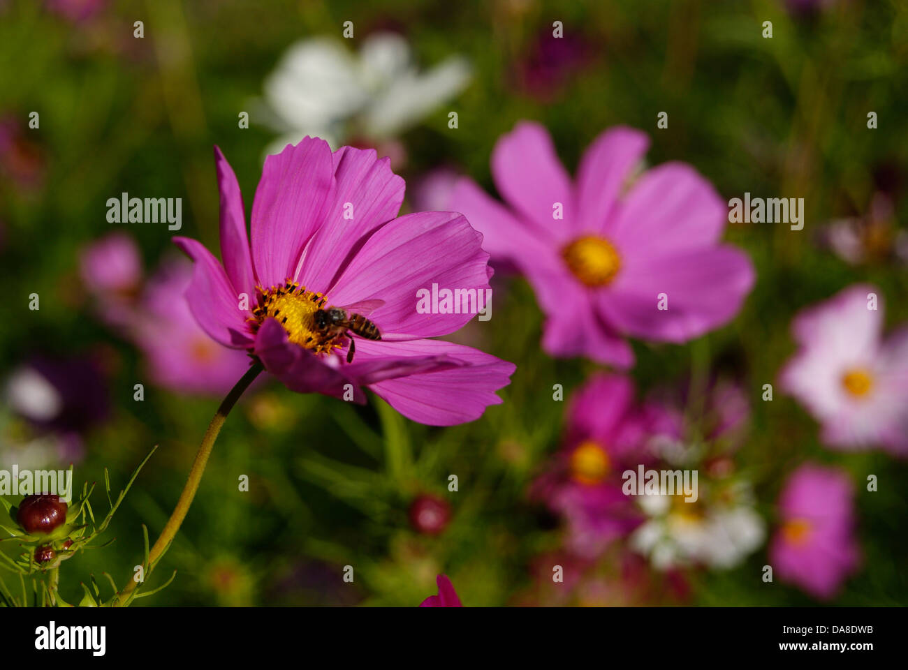 Calendula neon hi-res stock photography and images - Alamy