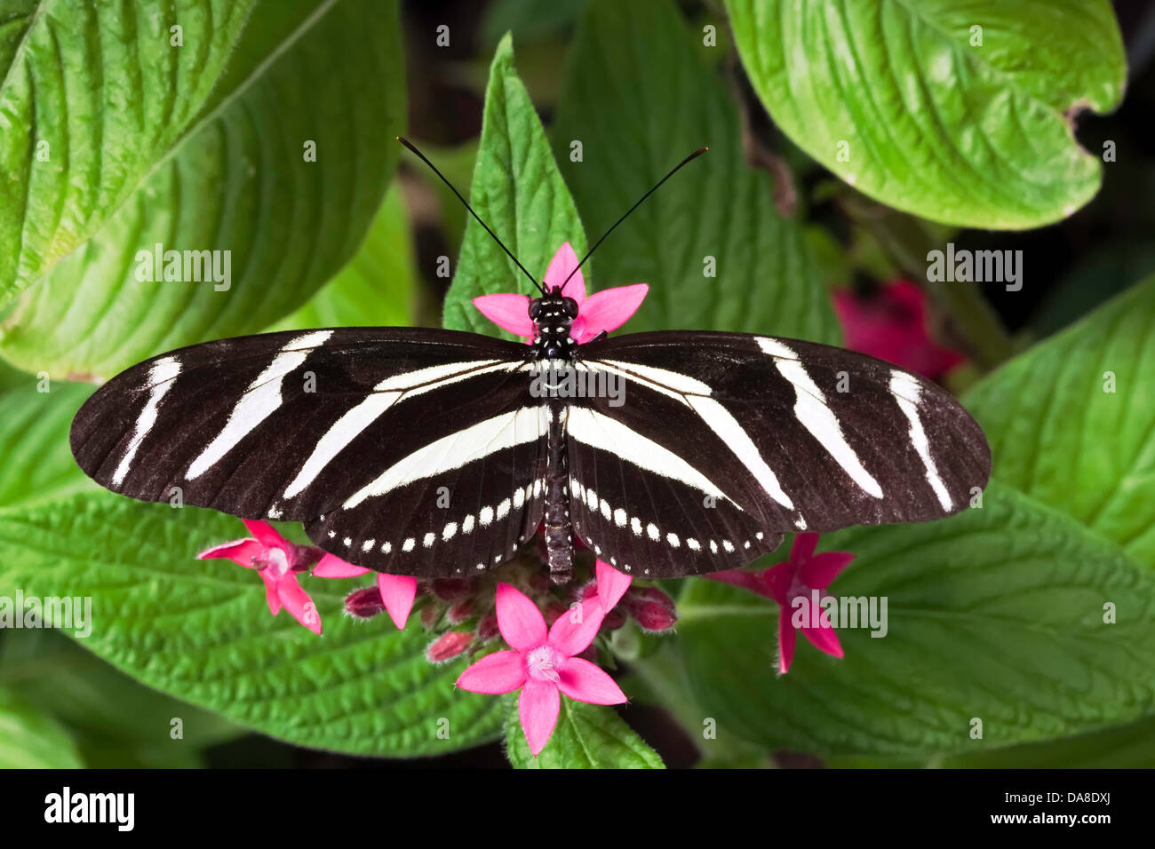 Zebra longwing heliconia hi-res stock photography and images - Alamy