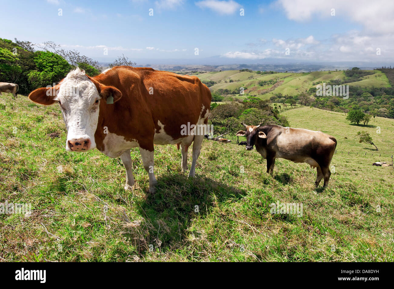 Grass fed cattle, Costa Rica Stock Photo - Alamy