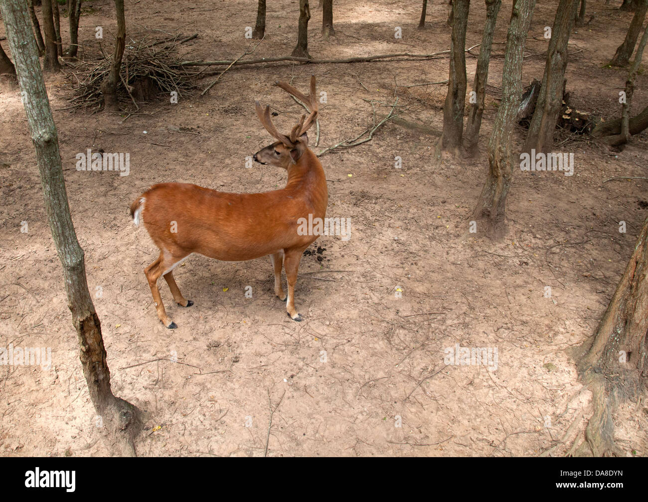 Overhead shot of a buck circling in a forest Stock Photo - Alamy