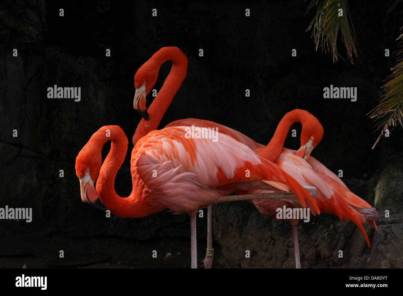 Three Flamingos Against a Rock Wall Stock Photo - Alamy