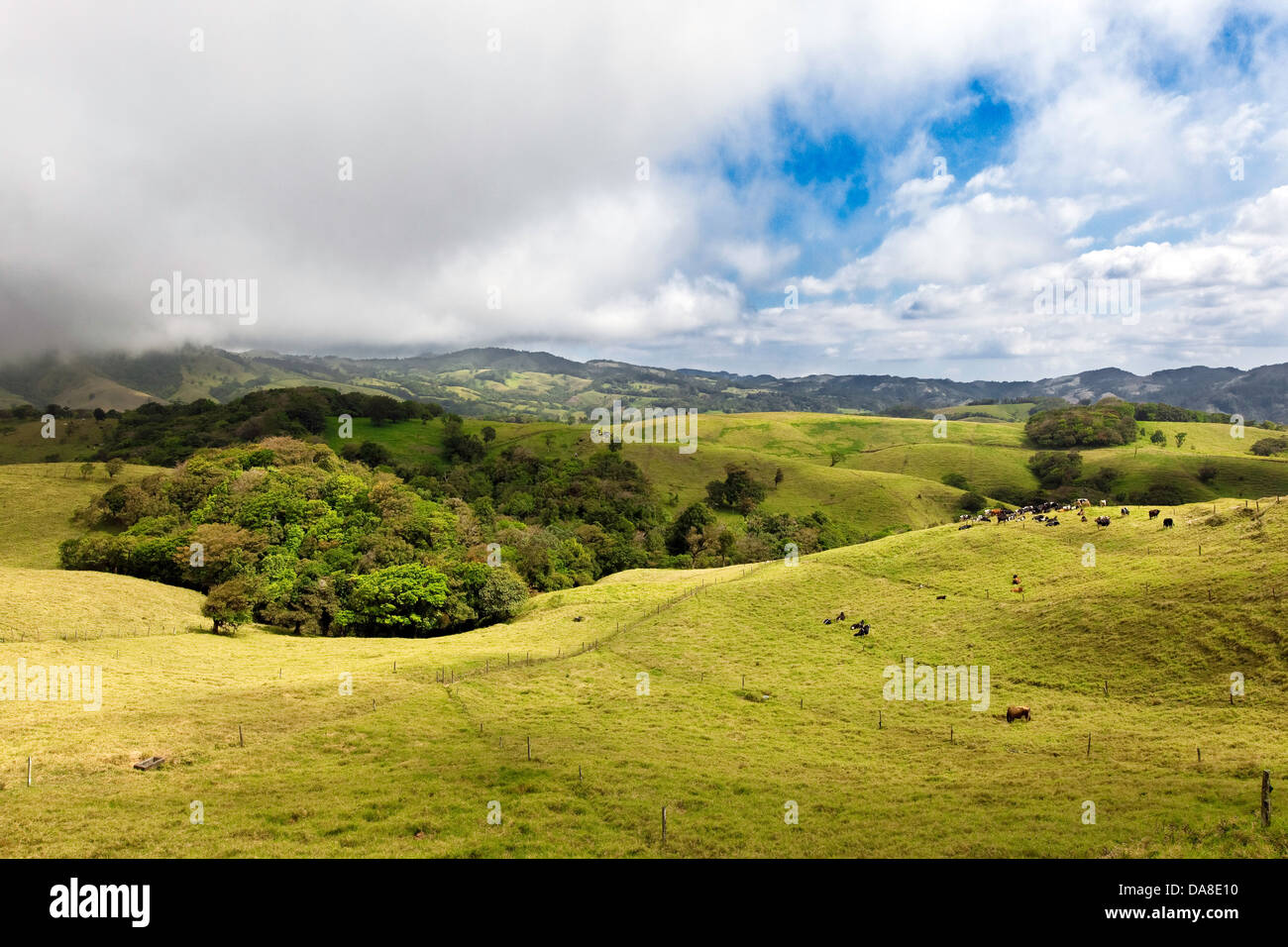 Costa rican cows hi-res stock photography and images - Alamy