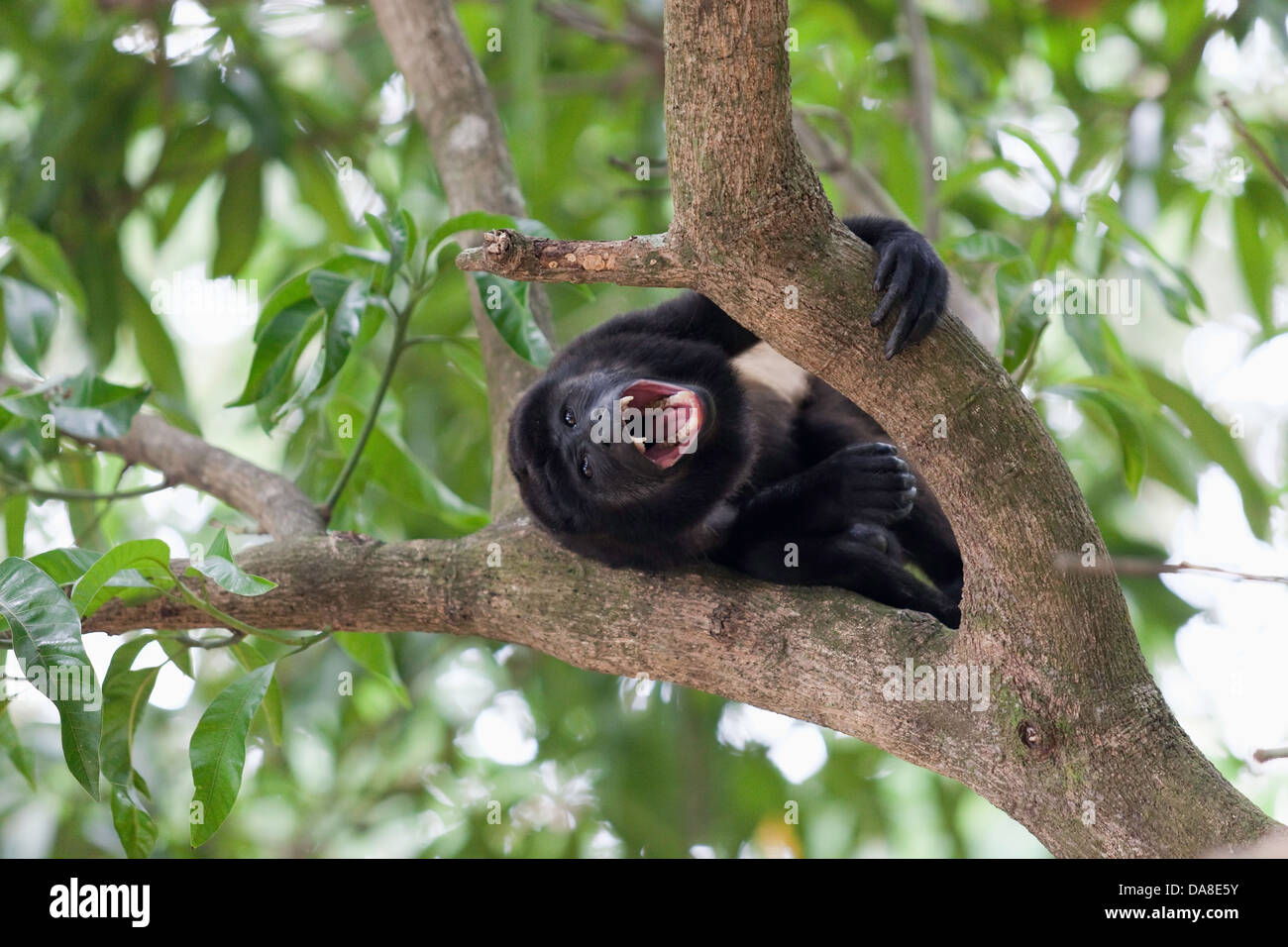 Male Mantled Howler Monkey (Alouatta palliata), Manuel Antonio National ...