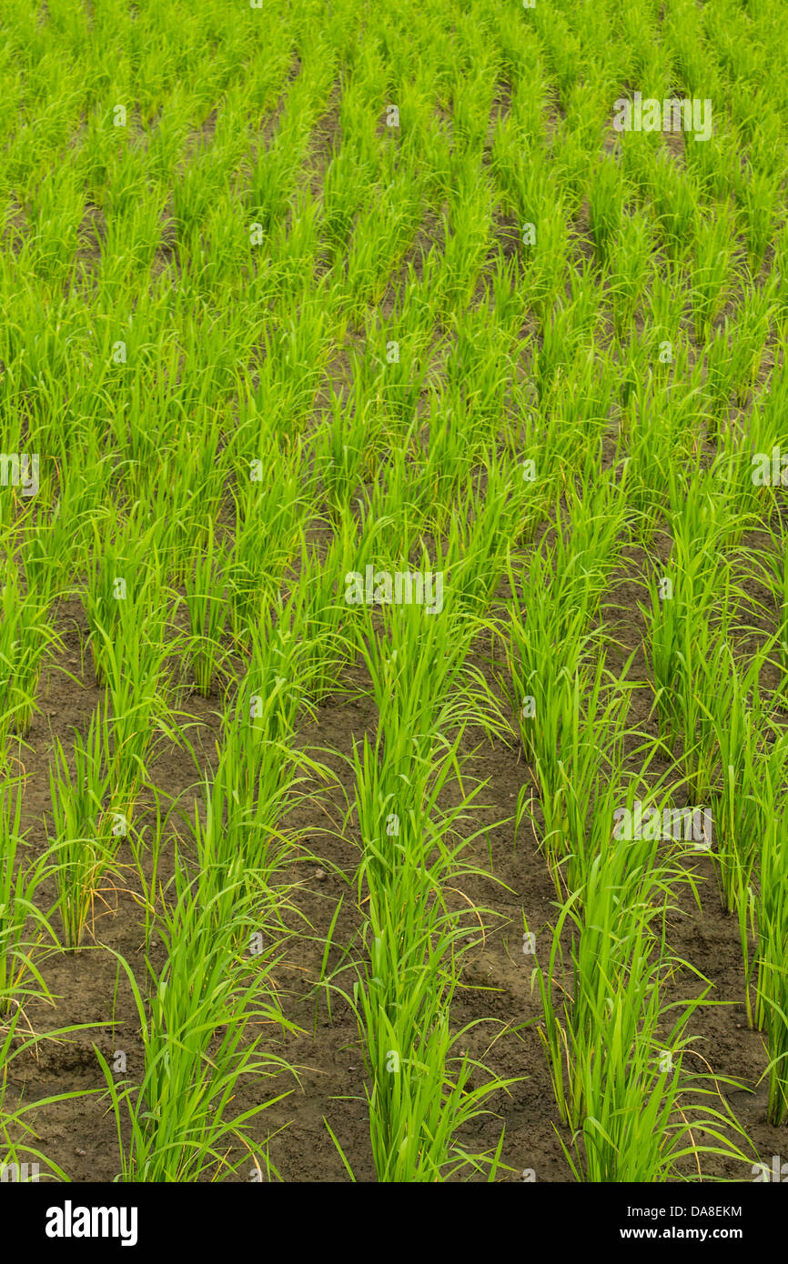 Clump of rice in Chomthong , Chiangmai Thailand Stock Photo - Alamy