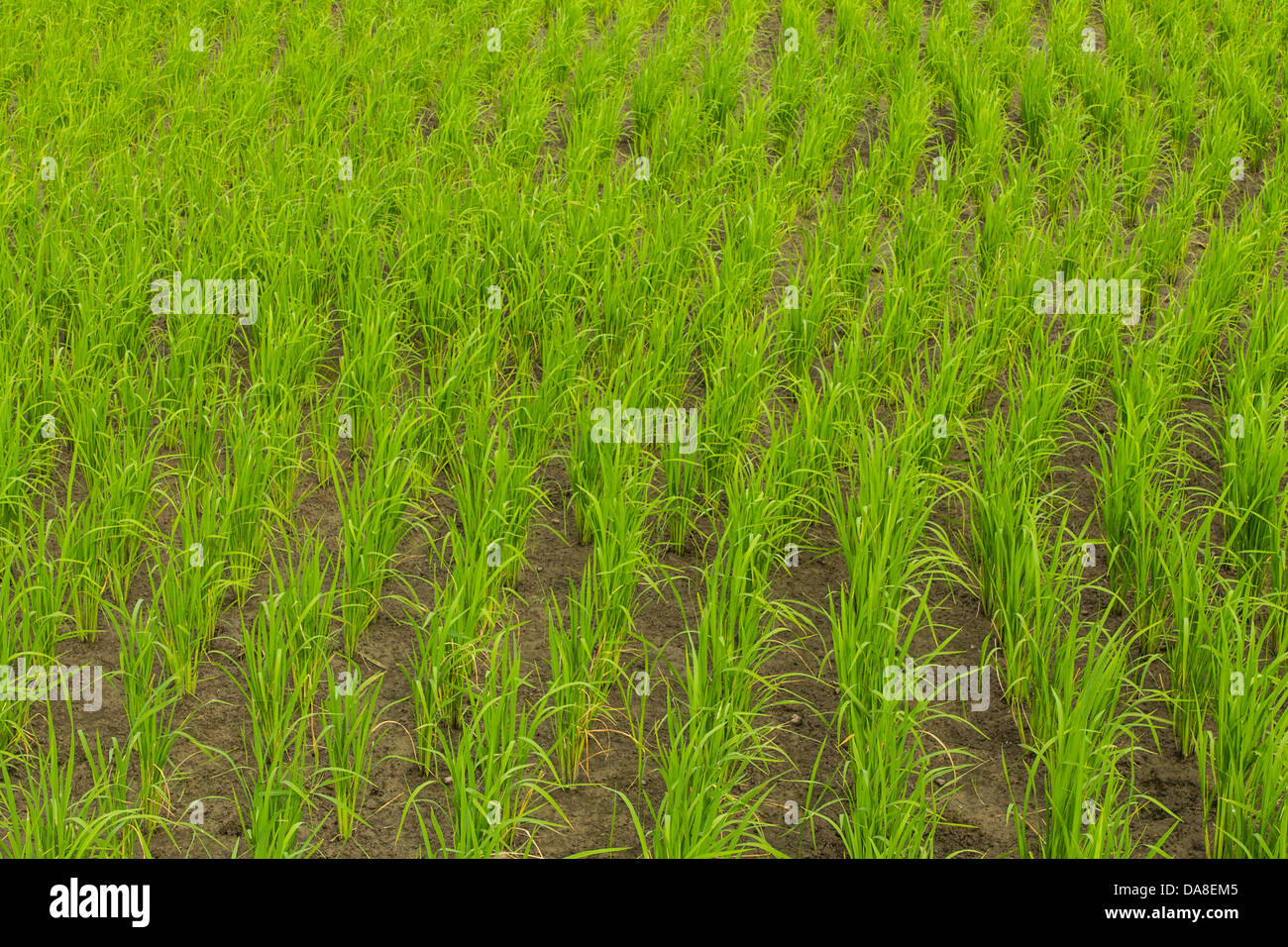 Clump of rice in Chomthong , Chiangmai Thailand Stock Photo - Alamy