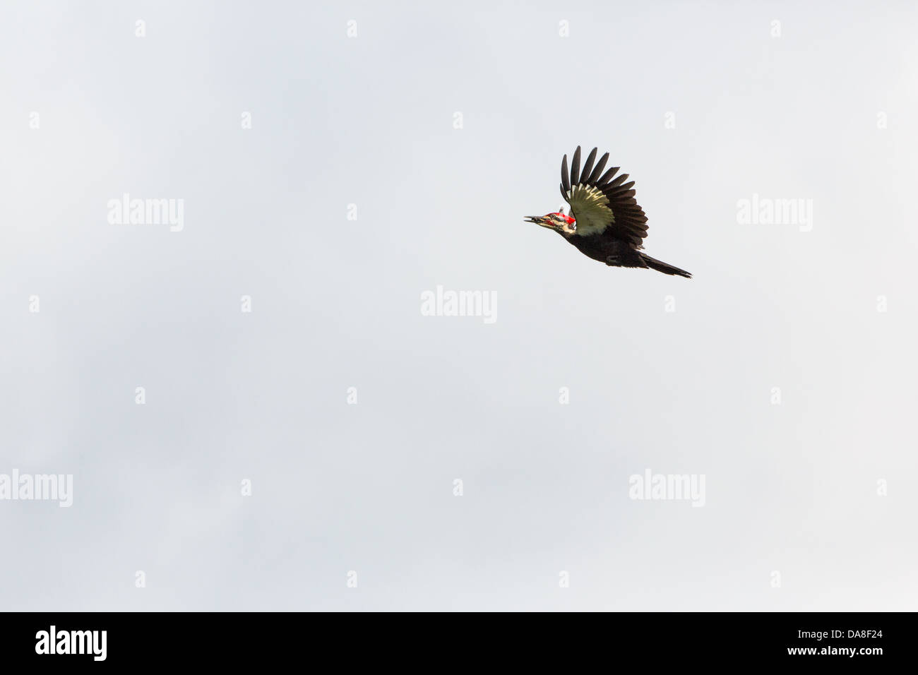 Pileated Woodpecker flying Stock Photo - Alamy