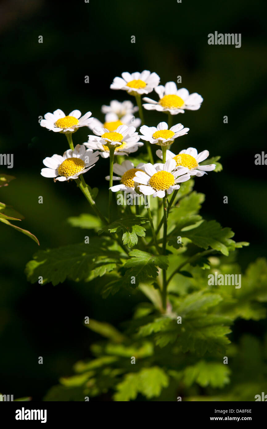 Feverfew (Tanacetum parthenium) white and yellow flowers Stock Photo ...