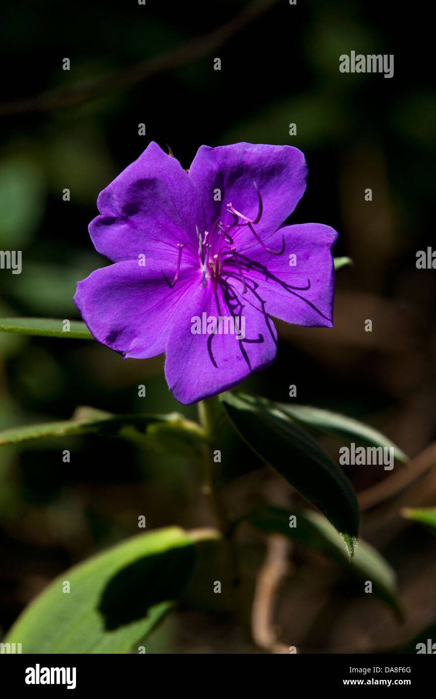 Purple geranium flower Stock Photo - Alamy