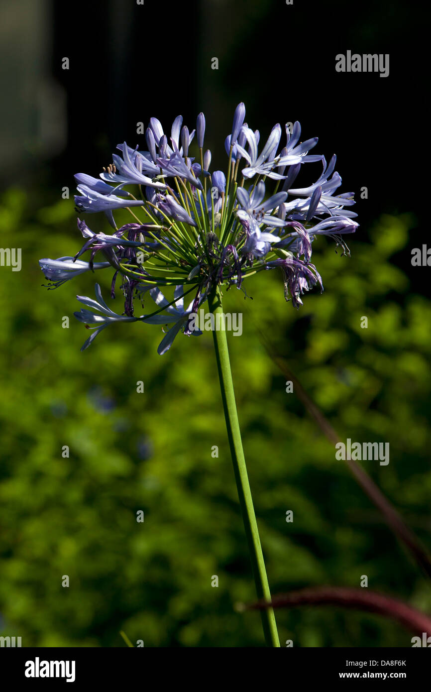 Agapantha flower (Agapanthus Stock Photo - Alamy