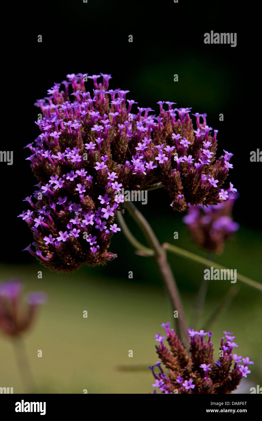 Verbena plant hi-res stock photography and images - Alamy
