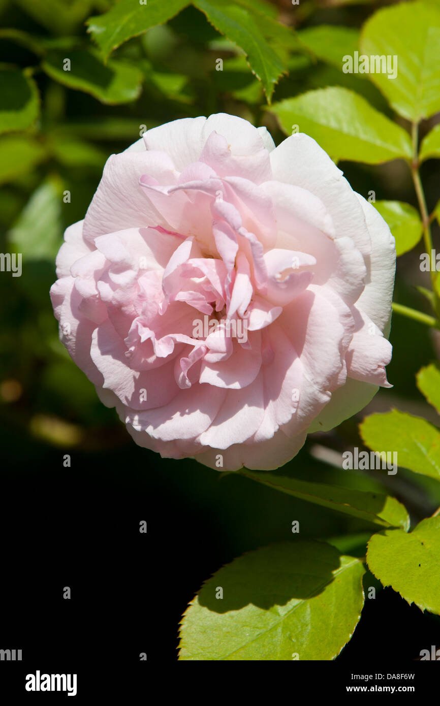 Light pink colored rose Stock Photo - Alamy