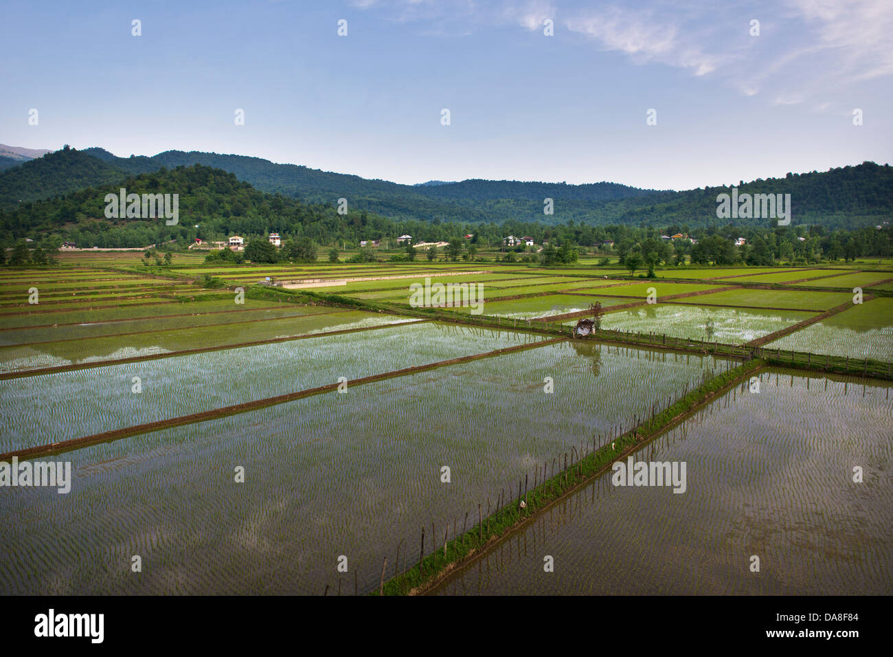 Asia, Iran, Masuleh, Rice fields Stock Photo - Alamy