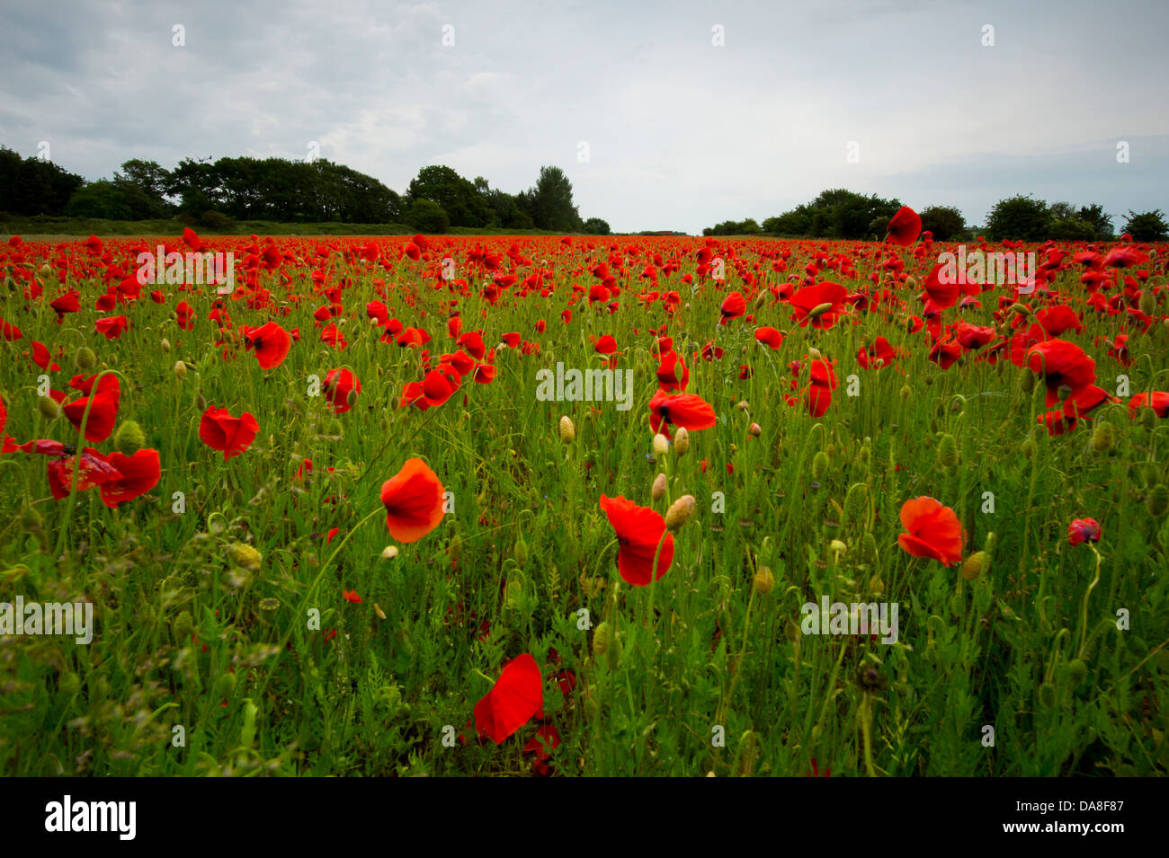 Poppies on Norfolk farmland Stock Photo - Alamy