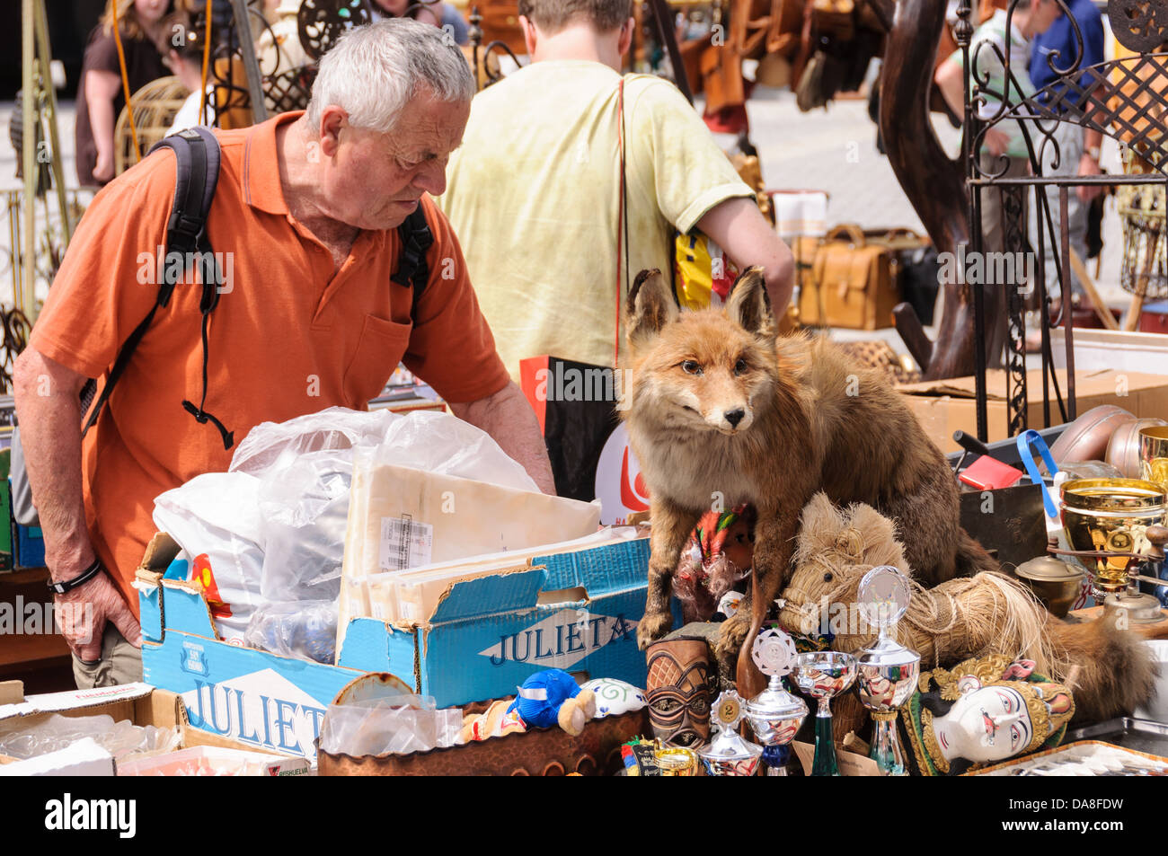 Taxidermied stuffed European red fox (Vulpes vulpes) preserved specimen ...