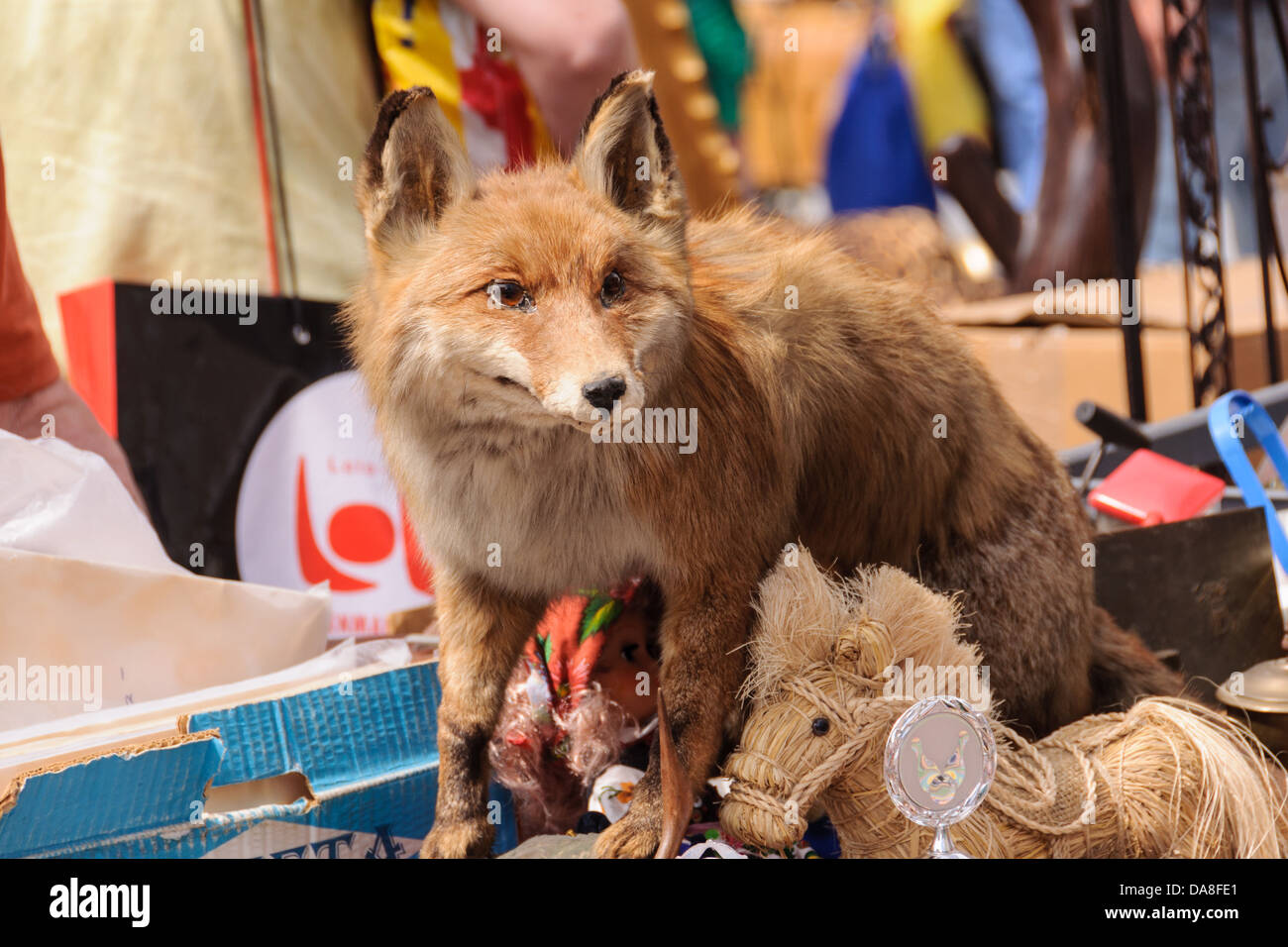 Taxidermied stuffed European red fox (Vulpes vulpes) preserved specimen ...
