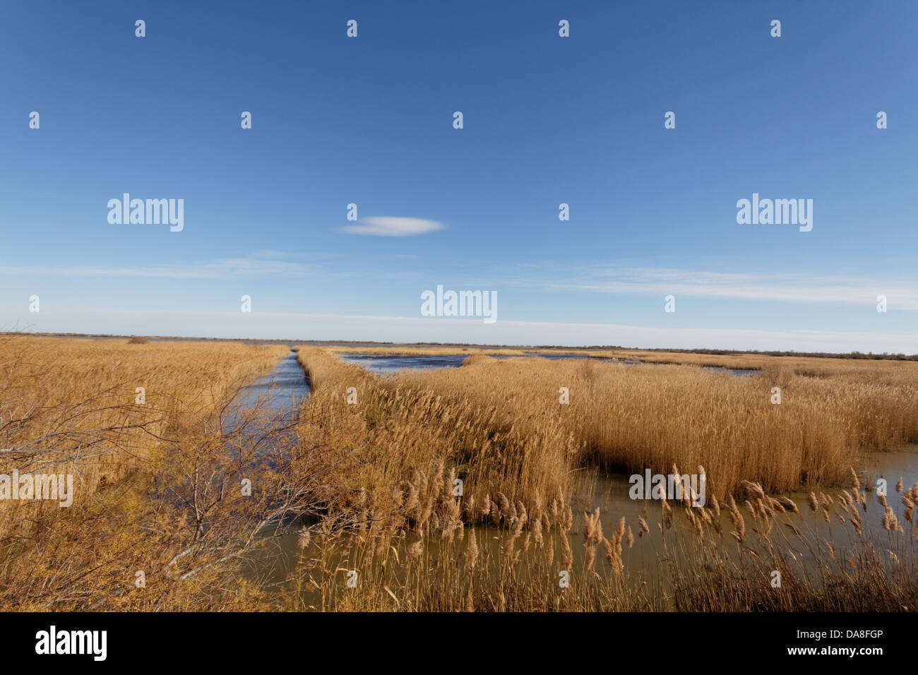 Marsh, les saintes maries de la mer, france Stock Photo - Alamy