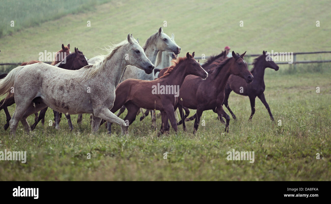 Photo of bevy wild horses on the meadow Stock Photo - Alamy