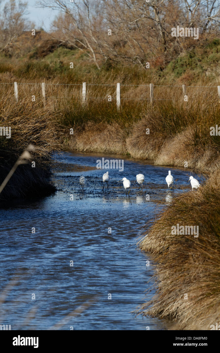 Marsh, les saintes maries de la mer, france Stock Photo - Alamy