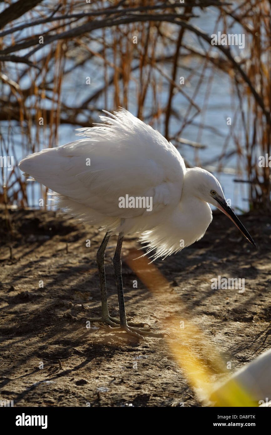 Little Egret, Egretta garzetta, Saintes Maries de la mer, Gard, France ...