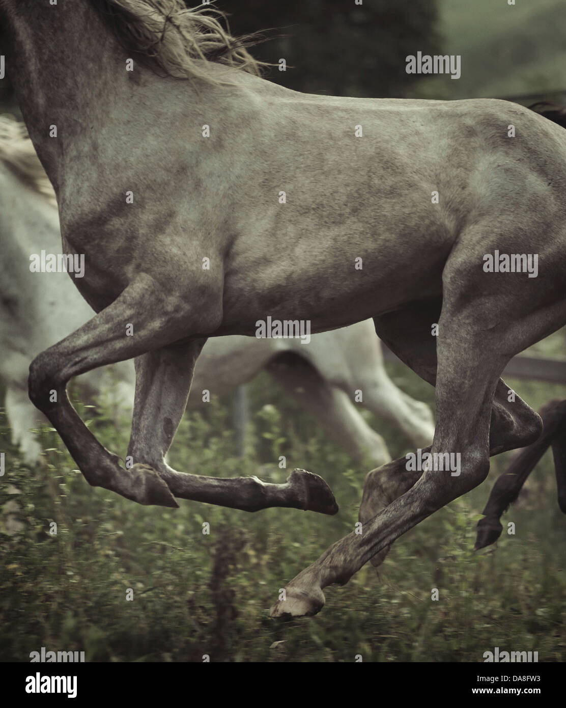 Picture of grey horse's body elements Stock Photo - Alamy