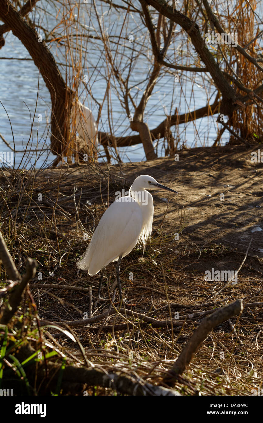 Little Egret, Egretta garzetta, Saintes Maries de la mer, Gard, France ...