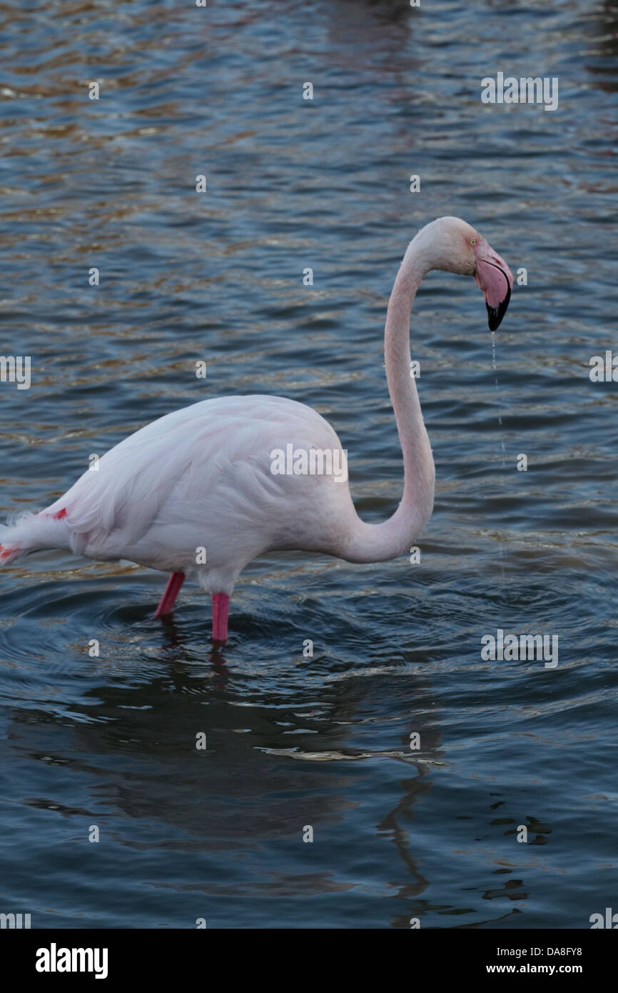 Great Flamingo. Phoenicopterus ruber. Saintes Maries de la Mer Stock ...