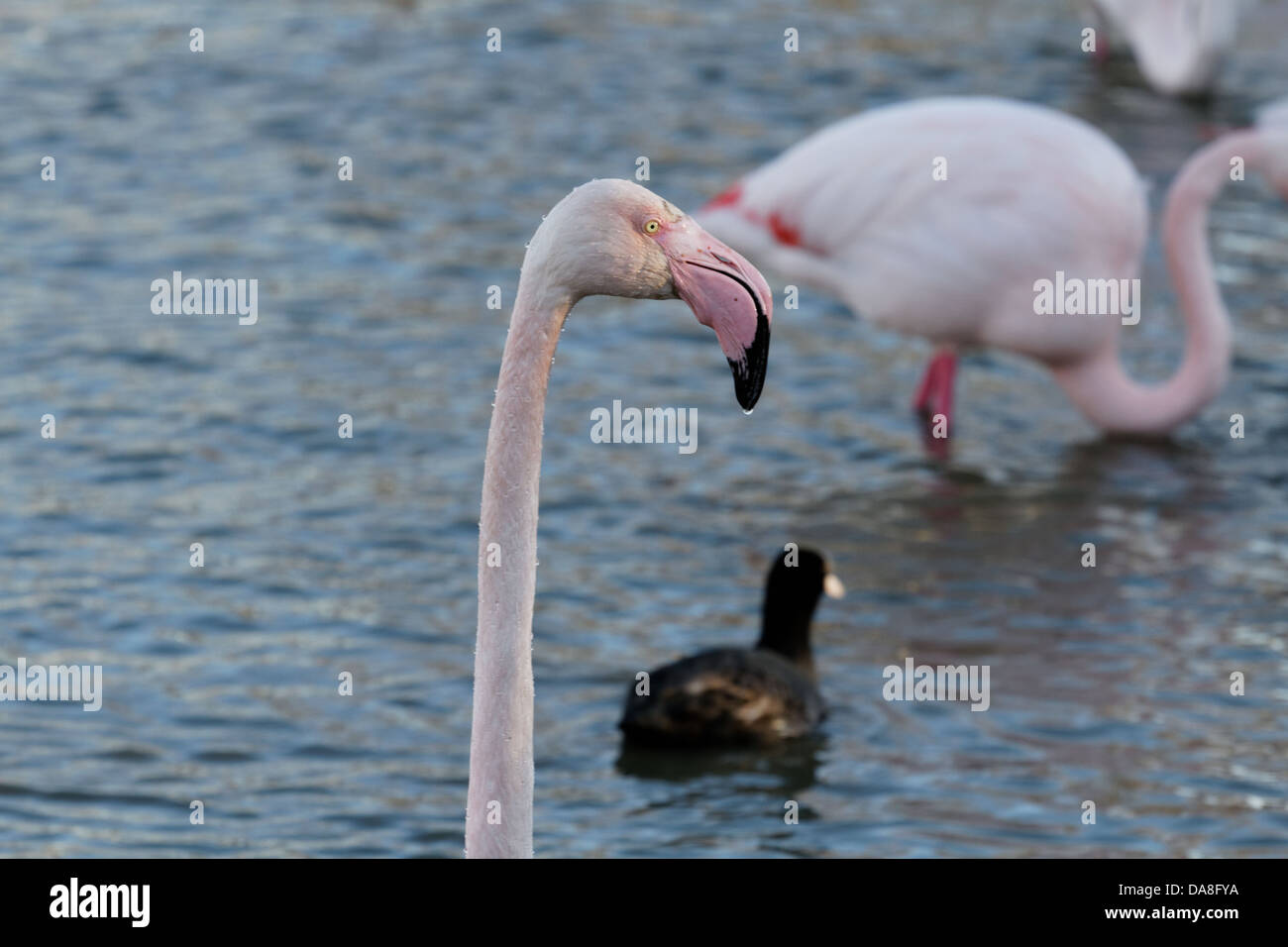 Great Flamingo. Phoenicopterus ruber. Saintes Maries de la Mer Stock ...