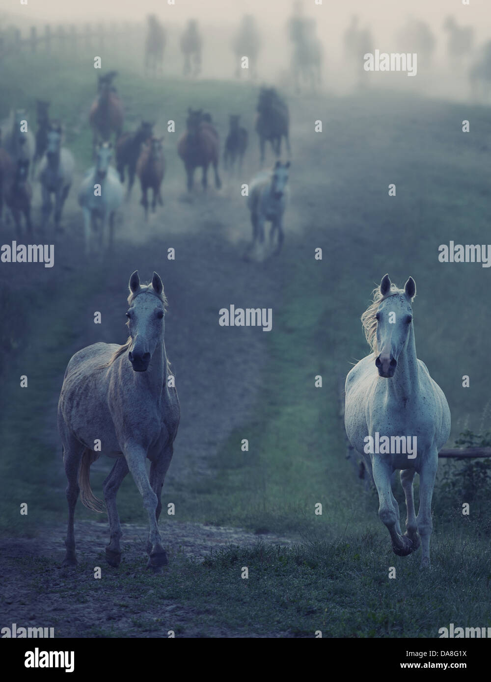 Bevy of wild horses running through the rular path Stock Photo - Alamy