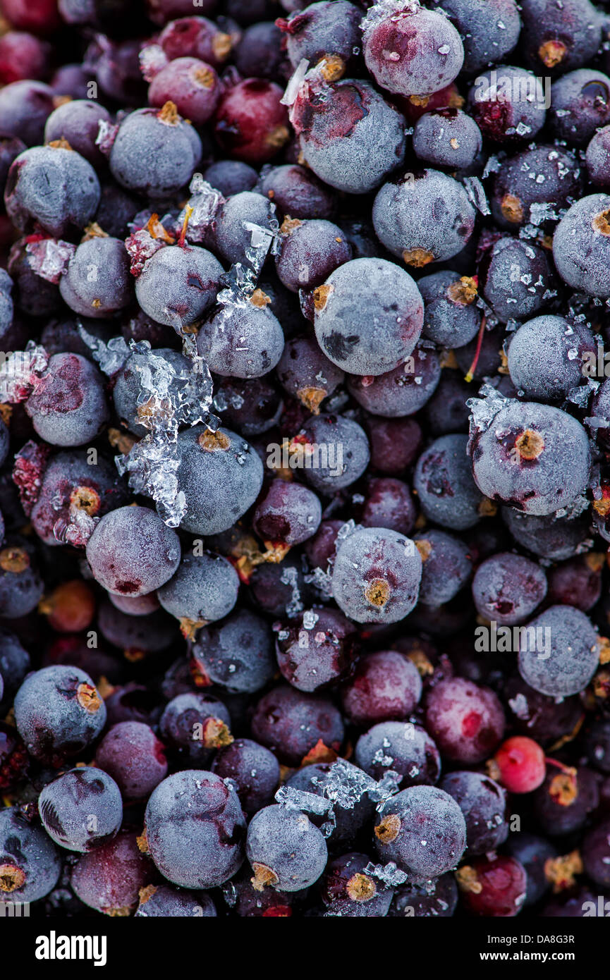 Ribes nigrum. Frozen Blackcurrant's Stock Photo - Alamy