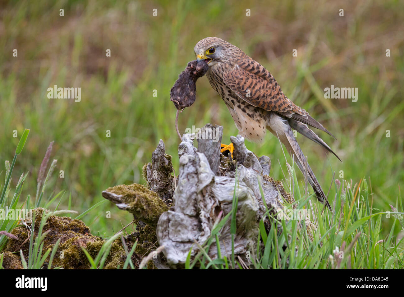 Female Kestrel with mouse as prey Stock Photo - Alamy