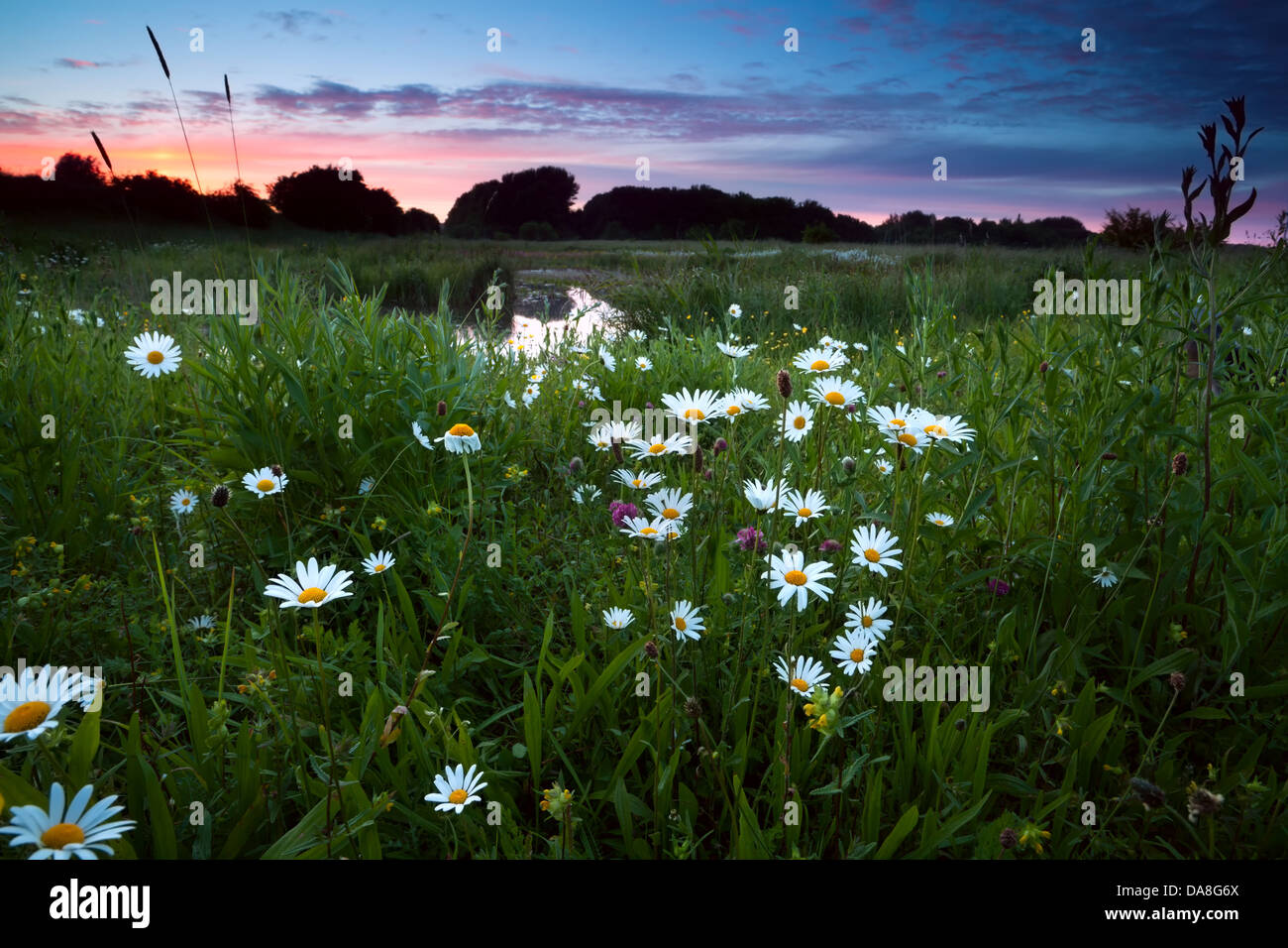 daisy flowers and wild lake at summer sunset Stock Photo - Alamy