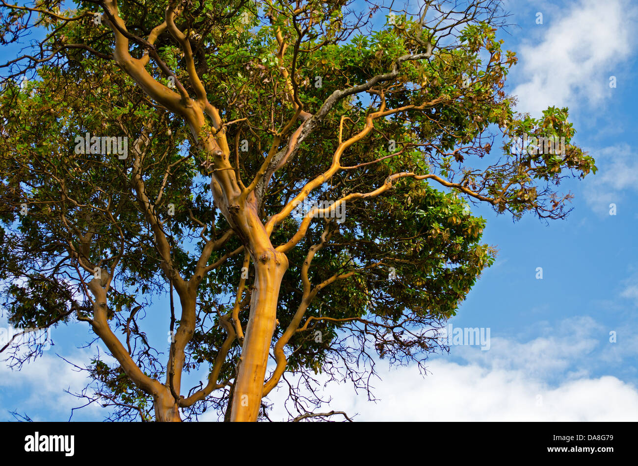 Red barked trees High Resolution Stock Photography and Images - Alamy