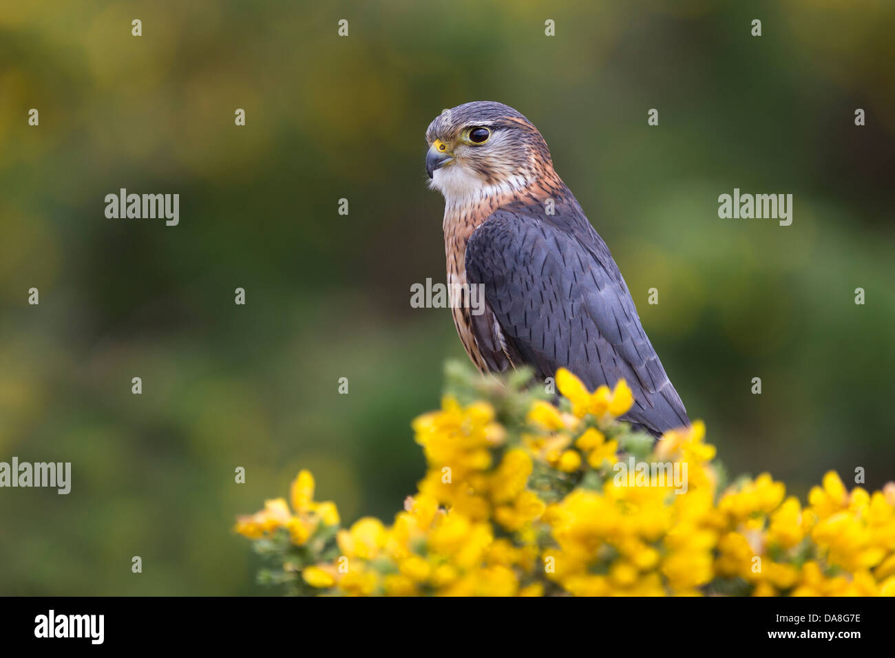 Portrait of a male Merlin Stock Photo - Alamy