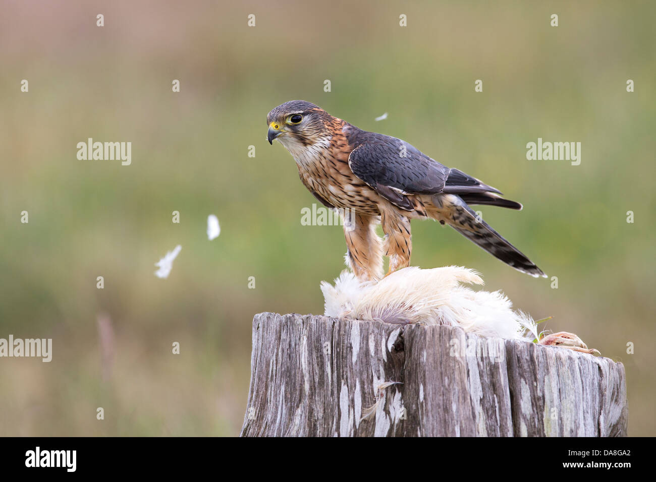 Male Merlin plucking its prey Stock Photo - Alamy