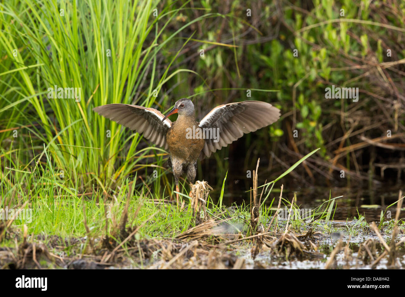 Flapping chicken hi-res stock photography and images - Alamy