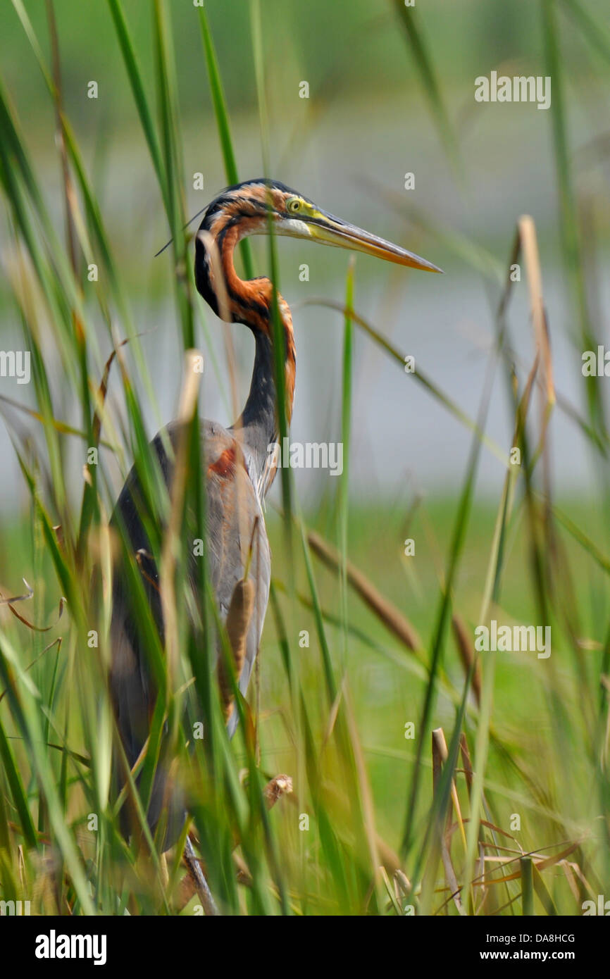 A Purple Heron hiding behind reeds Stock Photo - Alamy