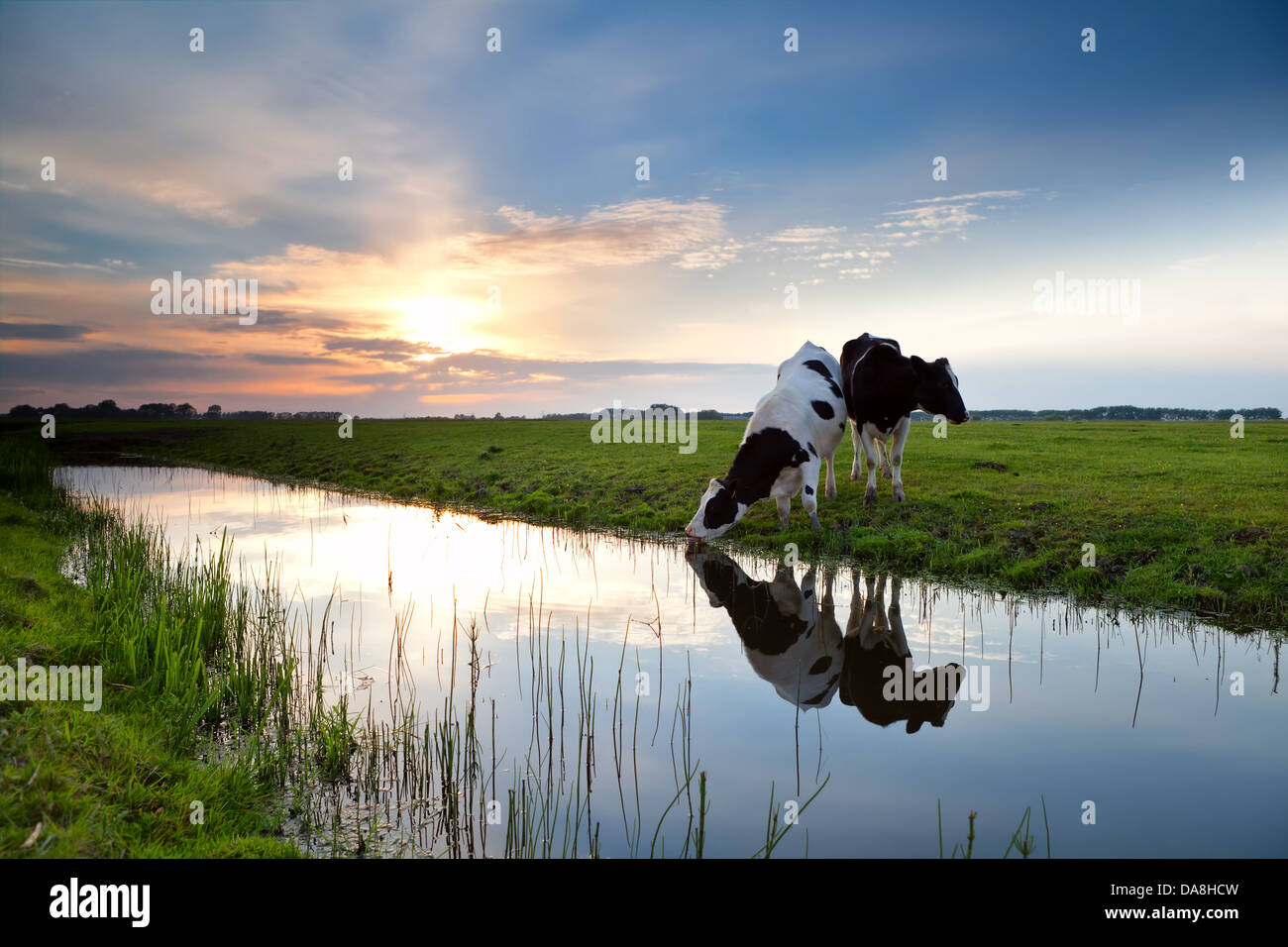 Cows drink pasture hi-res stock photography and images - Alamy