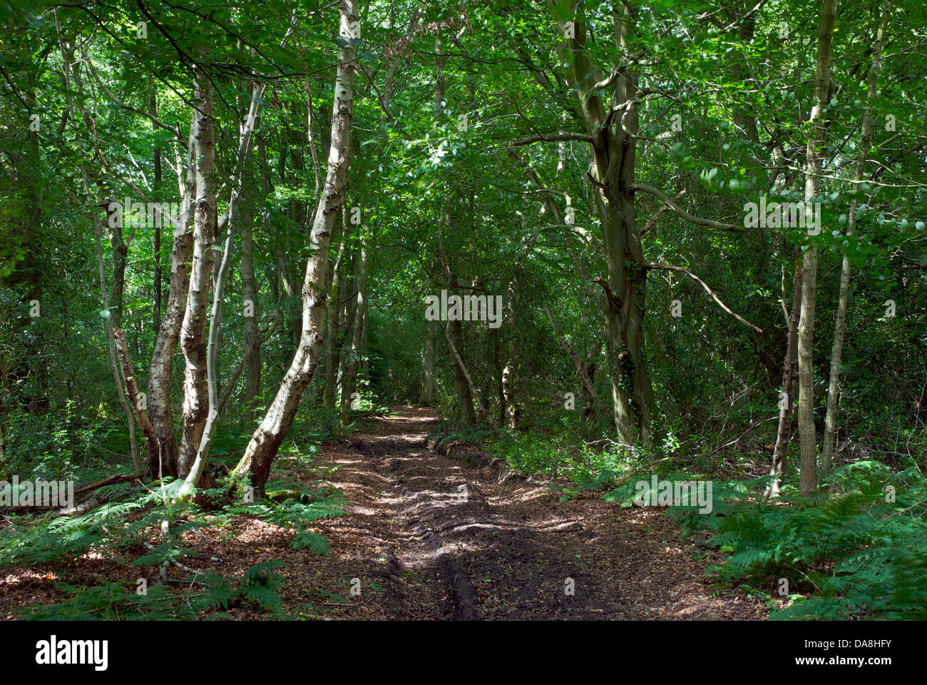 Orton moss hi-res stock photography and images - Alamy