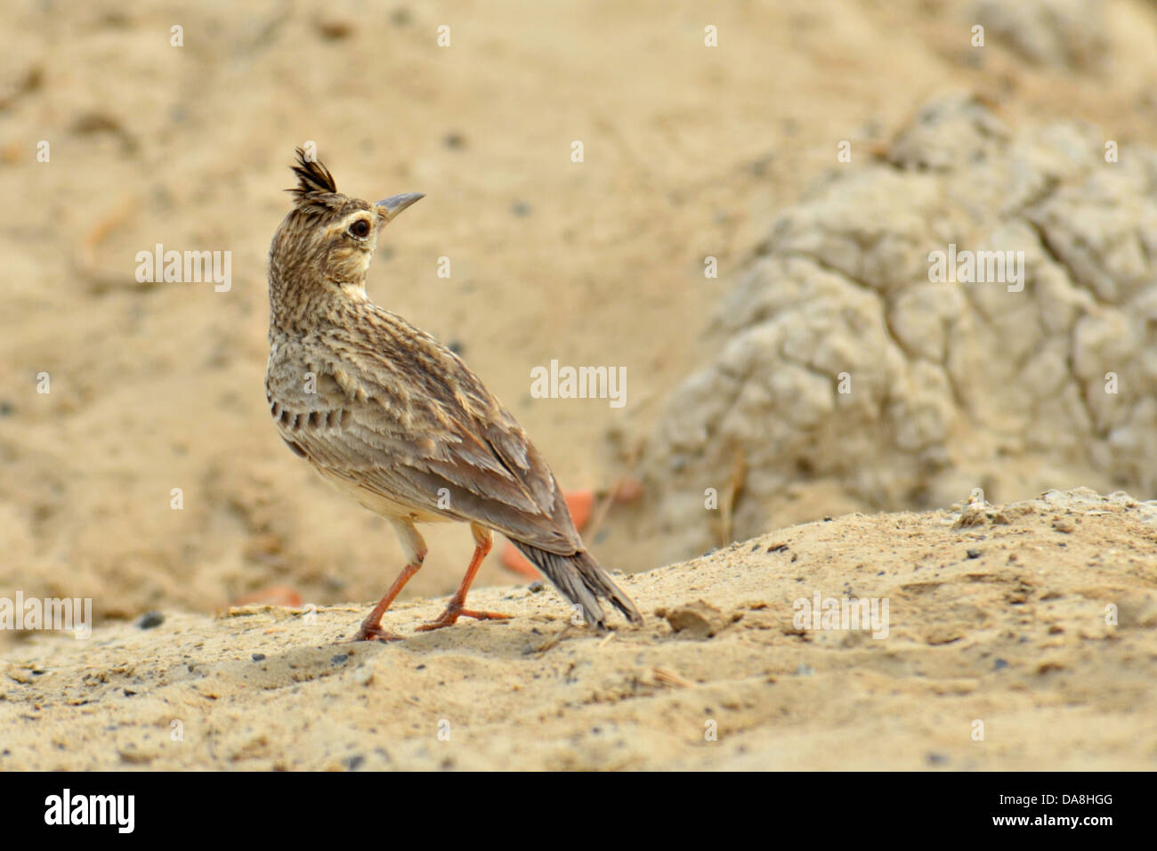 Species lark hi-res stock photography and images - Alamy