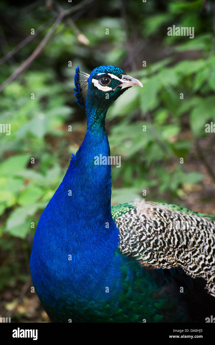 Portrait of an Indian peafowl (Pavo cristatus Stock Photo - Alamy